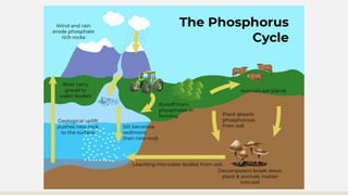 Environmental Studies - 4 (Introduction to Ecosystem) | PPTX