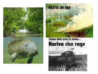 Nariva Swamp and urbanization | PPT