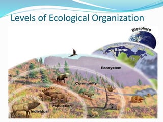 Environment - Basics | PPTX | Science
