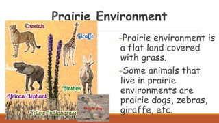 Environment grade 1 | PPT