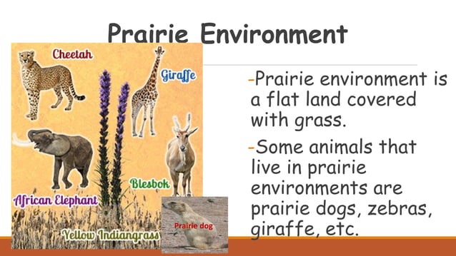 Environment grade 1 | PPT