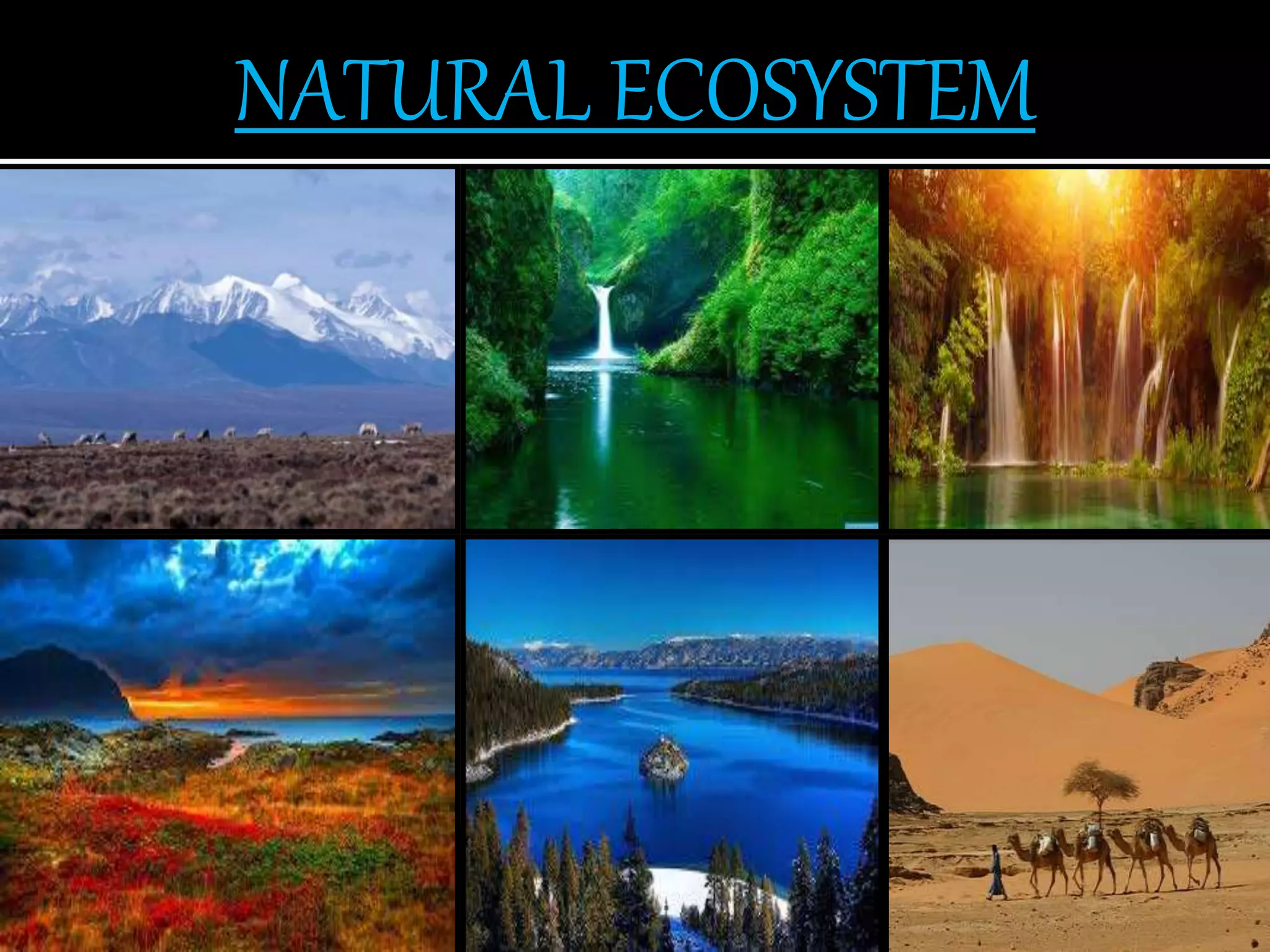 Ecosystem and Ecology | PPT