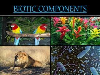 Ecosystem and Ecology | PPT