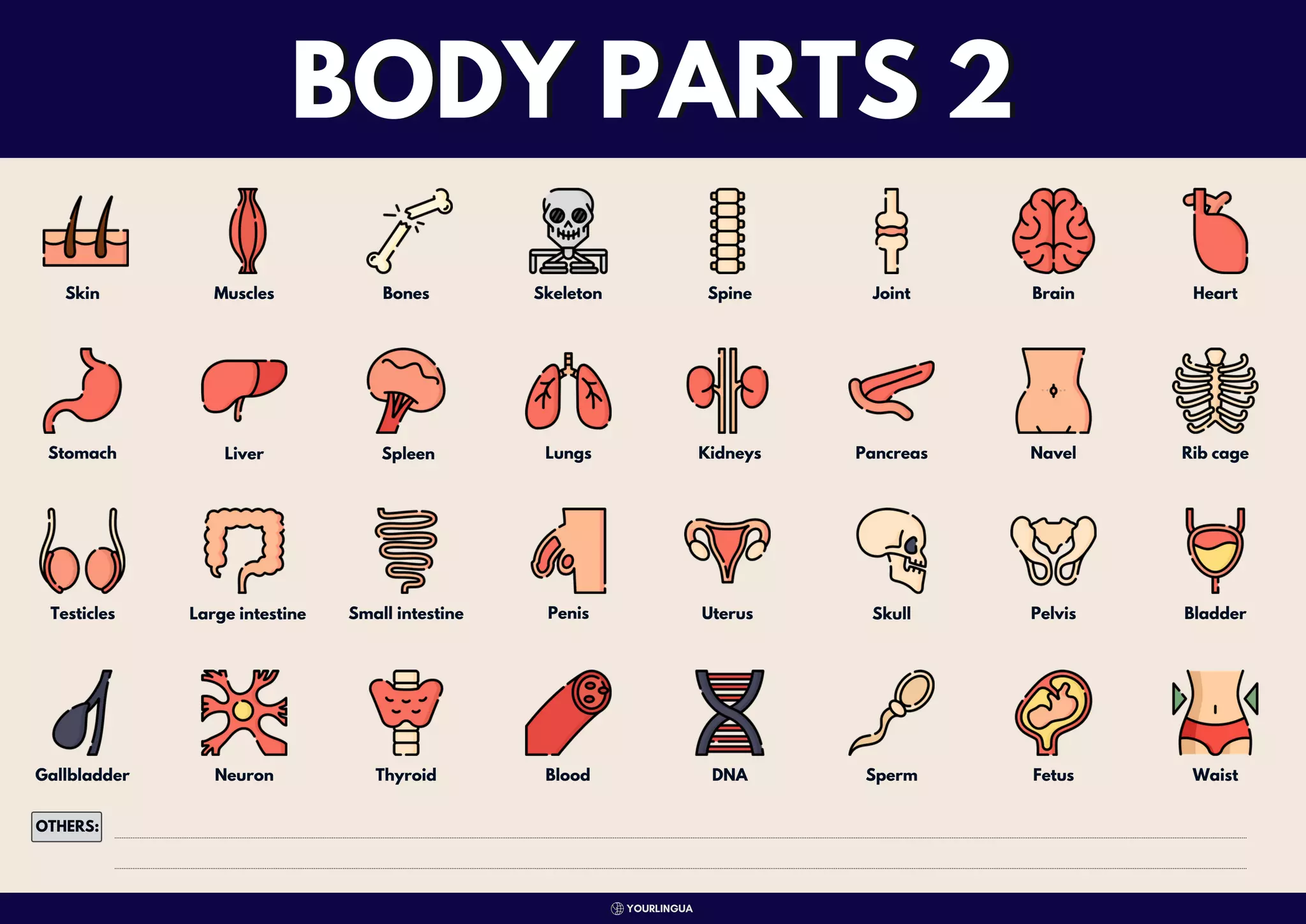 EN VOC BODY PARTS.pdf | Pregnancy | Reproductive Health