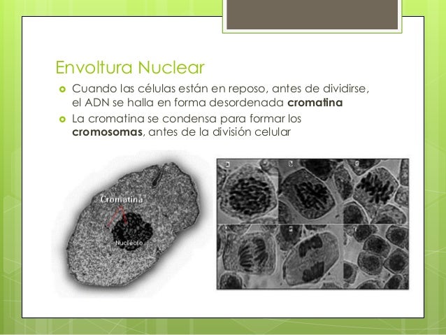 ENVOLTURA NUCLEAR