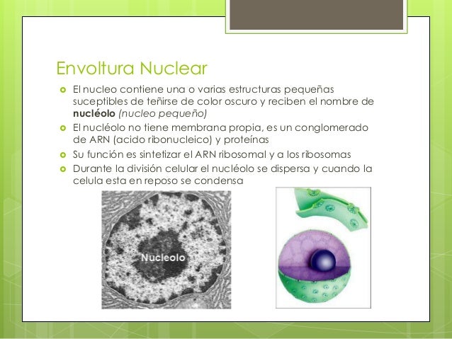 ENVOLTURA NUCLEAR