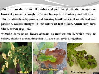 ENVIRONMENTAL POLLUTION | PPTX