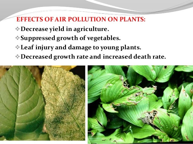 The Effects of Pollution on Plants - Educational Images | Picstank