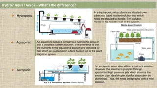internship hydroponic farming | PPTX