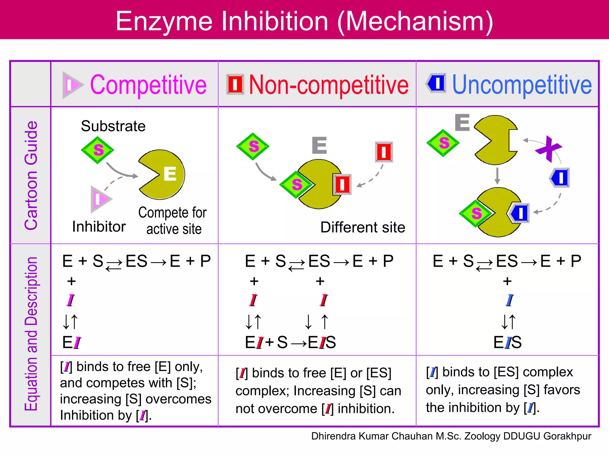 Enzyme inhibition mechanism | PPT
