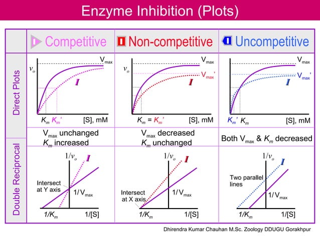 Enzyme inhibition mechanism | PPT