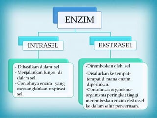 Enzim | PPT
