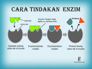 Enzim | PPT