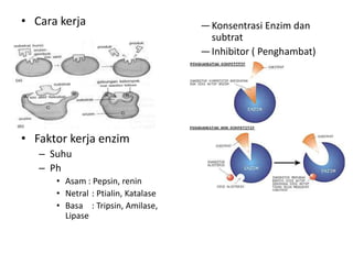 Enzim | PPT