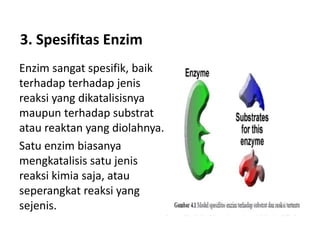 Enzim | PPT