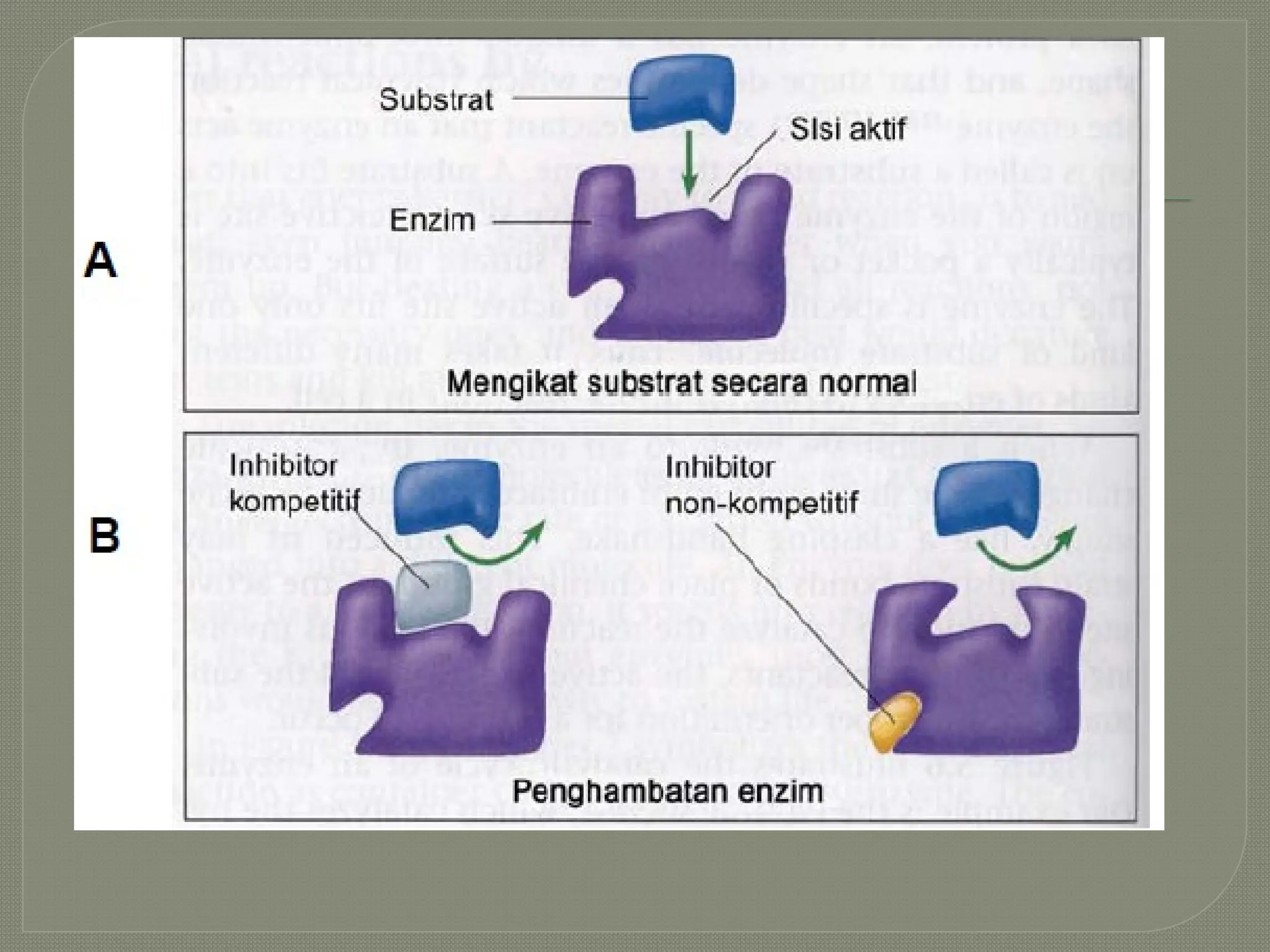 enzim pada tubuh manusia (struktur, cara kerja).pptx