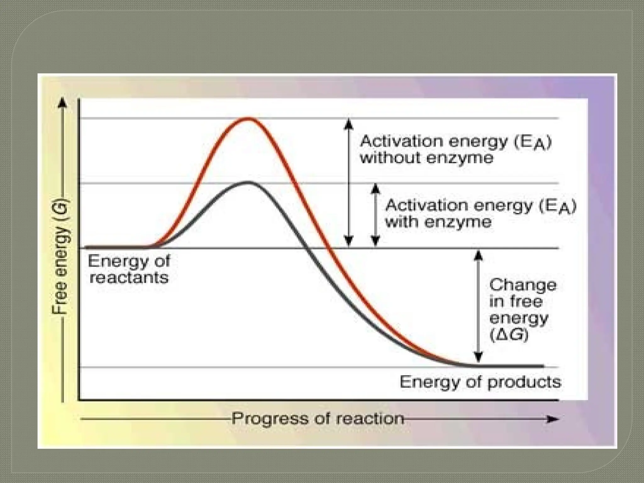 enzim pada tubuh manusia (struktur, cara kerja).pptx