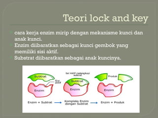 enzim pada tubuh manusia (struktur, cara kerja).pptx