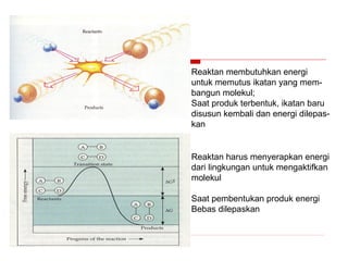 Enzim Enzim Enzim Enzim Enzim Enzim Enzim Enzim.ppt