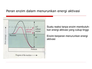 Enzim Enzim Enzim Enzim Enzim Enzim Enzim Enzim.ppt