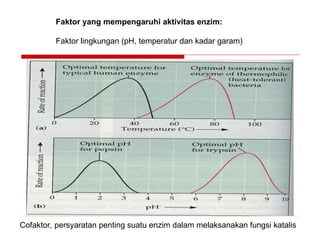 Enzim Enzim Enzim Enzim Enzim Enzim Enzim Enzim.ppt
