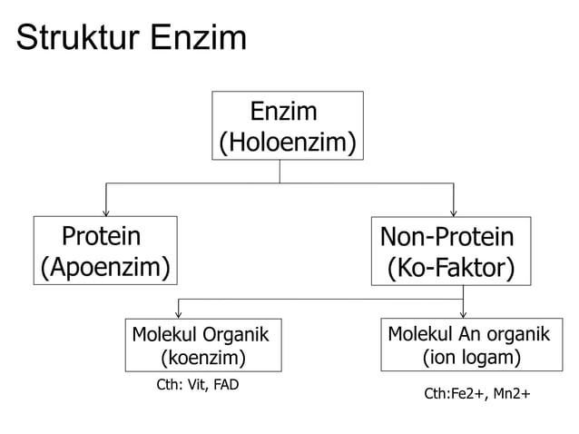PPT kuliah tentang enzim mmmmmmmmmmmmmmmmmmm | PPT