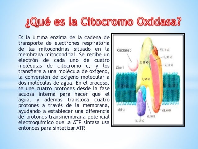 Enzima citocromo oxidasa