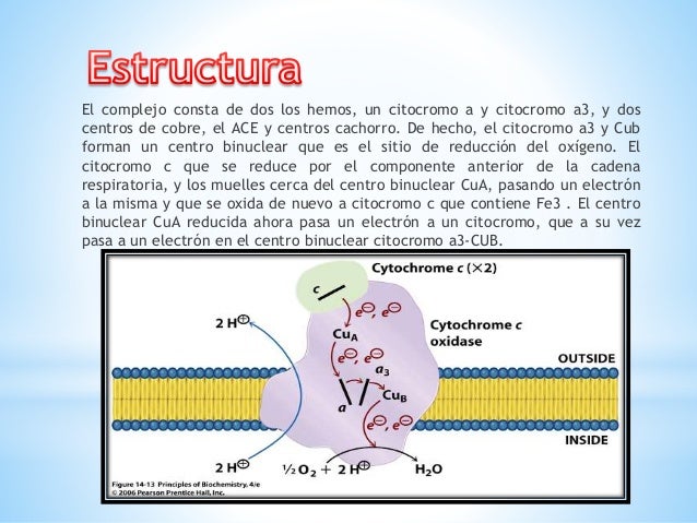 Enzima citocromo oxidasa