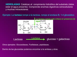 ENZIMAS | PPT