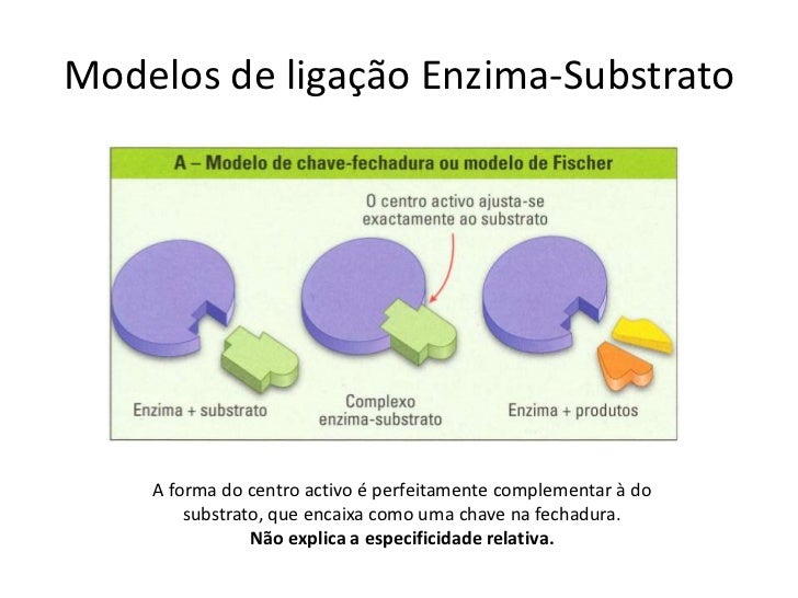 Bio12-Enzimas