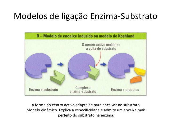 Bio12-Enzimas