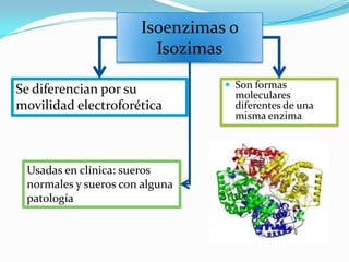 Enzimas | PPTX