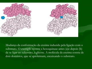 Enzimas | PPT | Endocrine and Metabolic Diseases | Diseases and Conditions