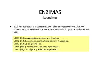 Enzimas | PPTX