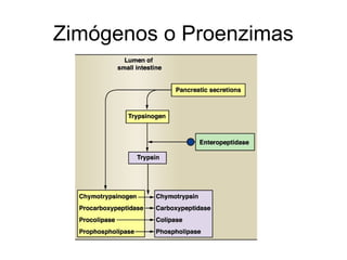 Enzimas | PPT