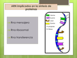 Enzimas y Acidos Nucleicos | PPTX