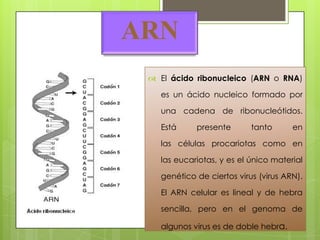 Enzimas y Acidos Nucleicos | PPT