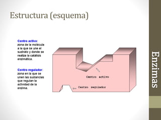 Enzimas, función, estructura y clasificación | PPTX