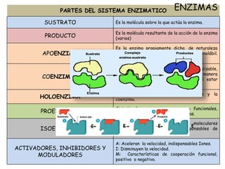 UAS Enzimas | PPTX
