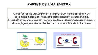 FUNCION ENZIMATIVA ..................... | PPTX