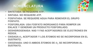 ENZIMAS, generalidades, clasificacion,importancia | PDF