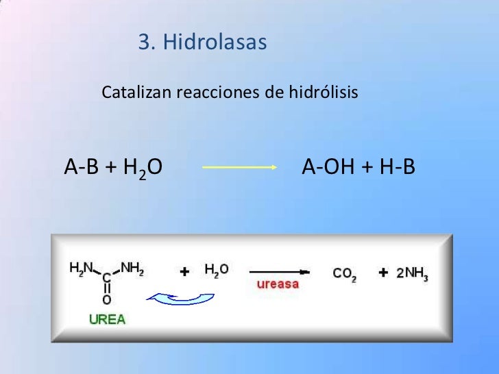 Clasificación de las enzimas