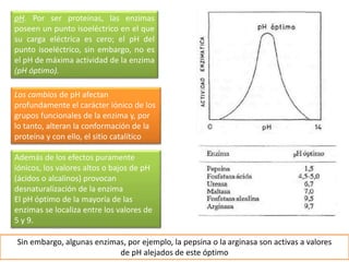 Enzimas PPTX enzimas-pptx