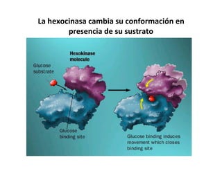 Enzimas concepto y clasificacion | PDF