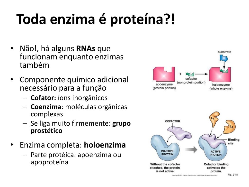 Enzimas O Que Sao Funcoes Classificacao Biologia Net Images