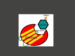 Proteina: Enzima | PDF