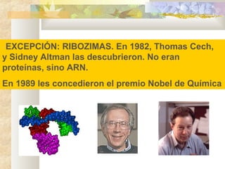 Enzimas para cuarto | PPT