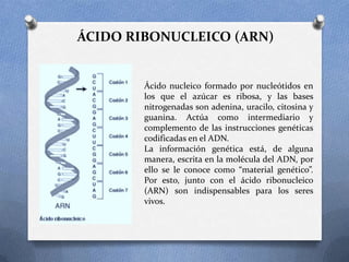 Enzimas y acidos nucleicos | PPTX