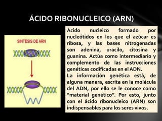Enzimas y acidos nucleicos | PPTX