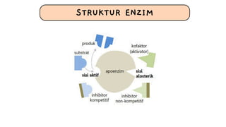 MATERI ENZIM - Biologi Kurikulum Indonesia | PDF